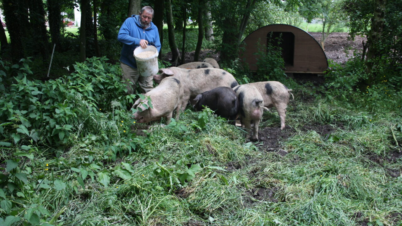 On the pigs back - Agriland.ie