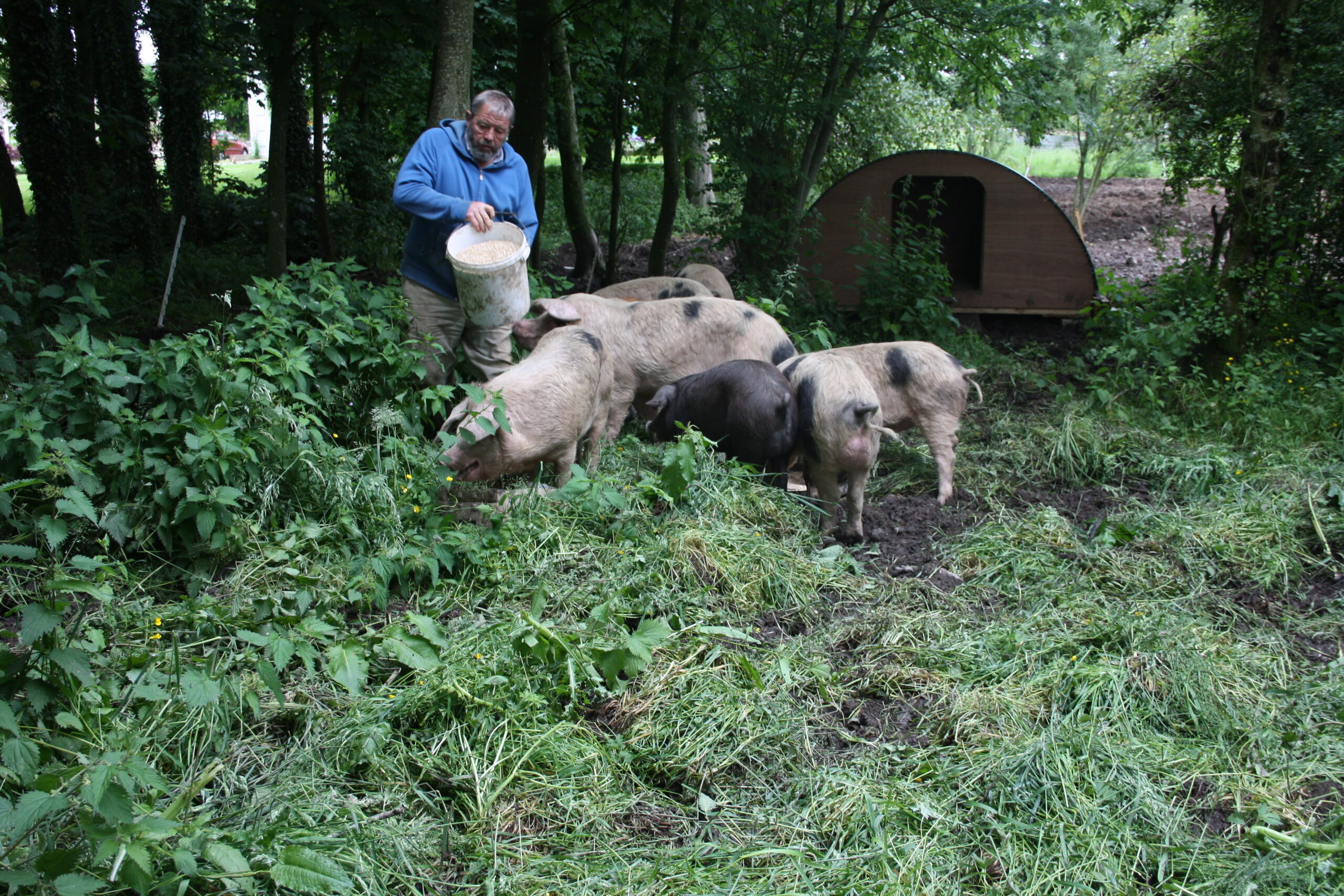 On the pigs back - Agriland.ie