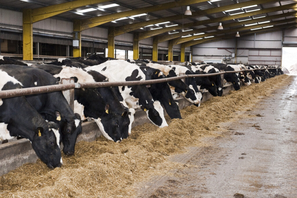  Concentrate Feeding Levels Will Increase On Irish Dairy Farms