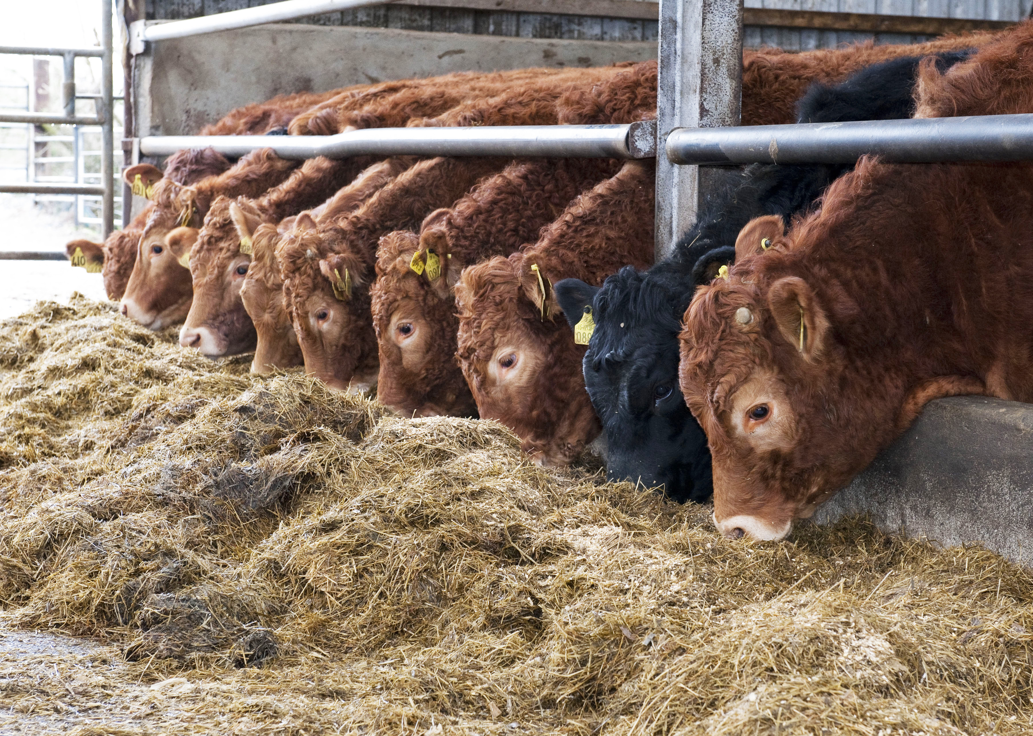 Save Money On Feeding Costs Make Best Use Of Quality Silage Agriland Save Money On Feeding Costs Make Best Use Of Quality Silage Agriland