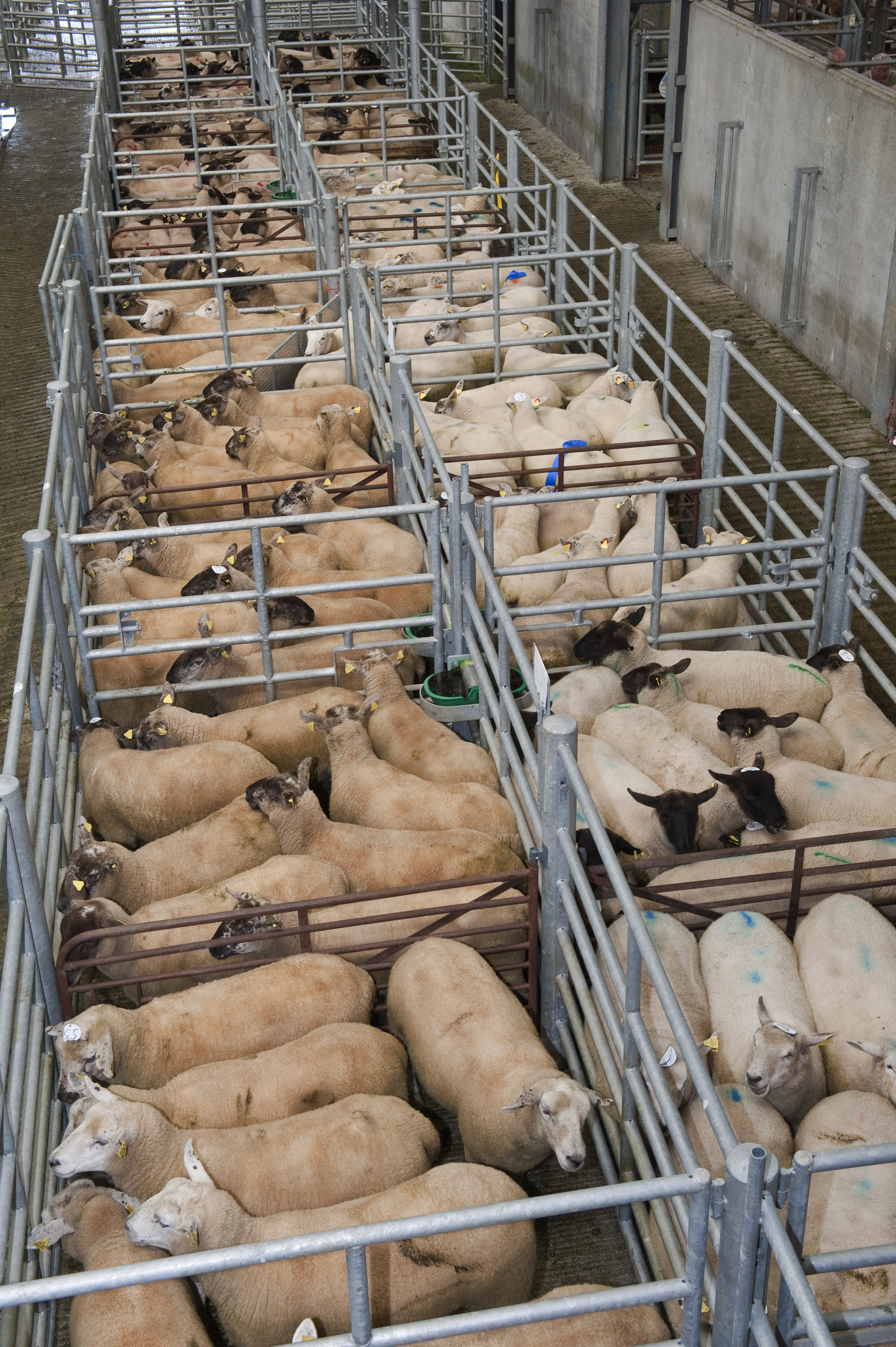 'Pick up in supply puts pressure on sheep trade' - Agriland.ie
