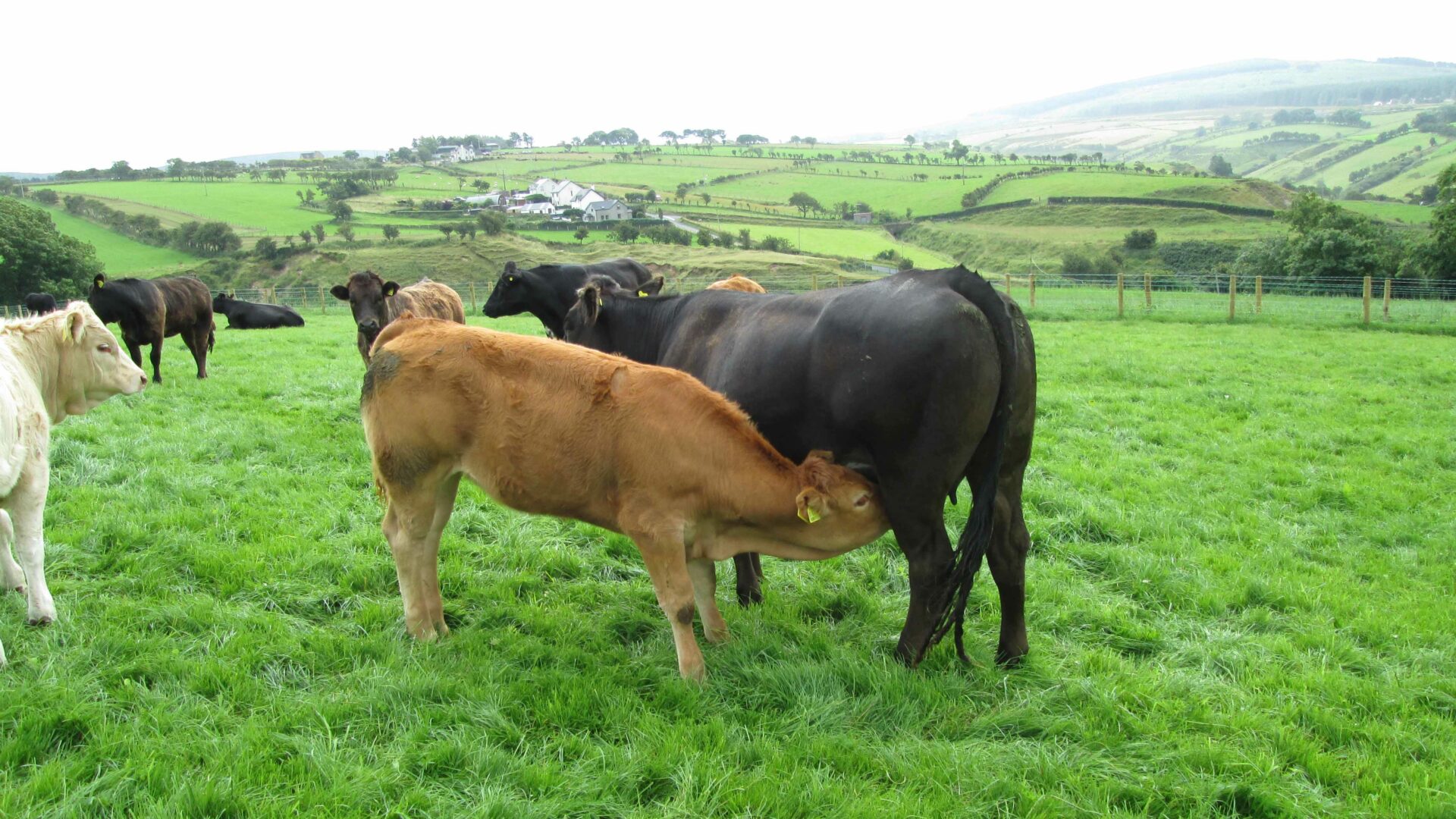 Sustainable Breeding Summit: Improving suckler cow efficiency