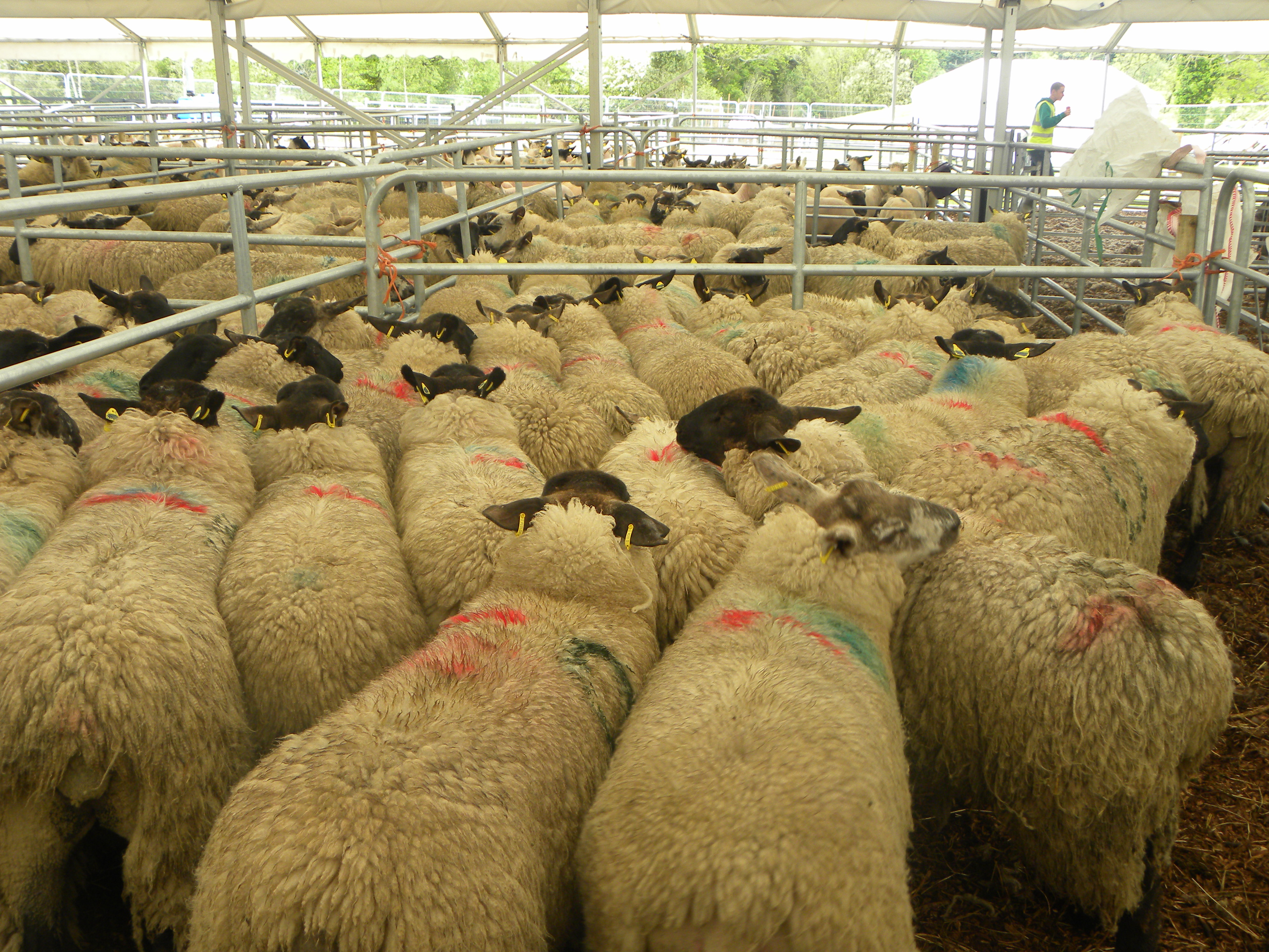 EU sheepmeat production to drop by 2% in 2014 - Agriland.ie