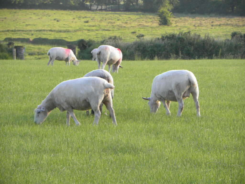 How to manage ewes successfully post weaning - Agriland.ie