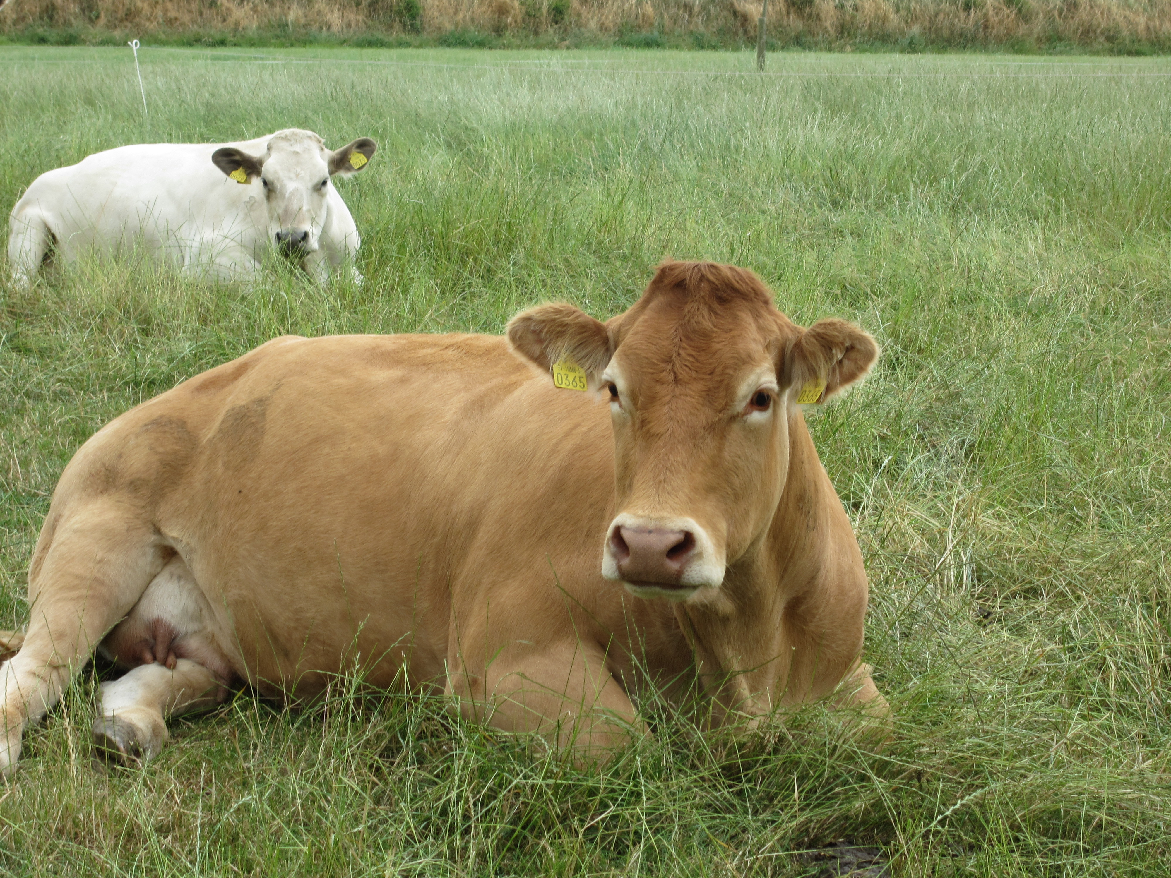 €3/head beef quality assurance bonus contemptible - ICSA - Agriland.ie