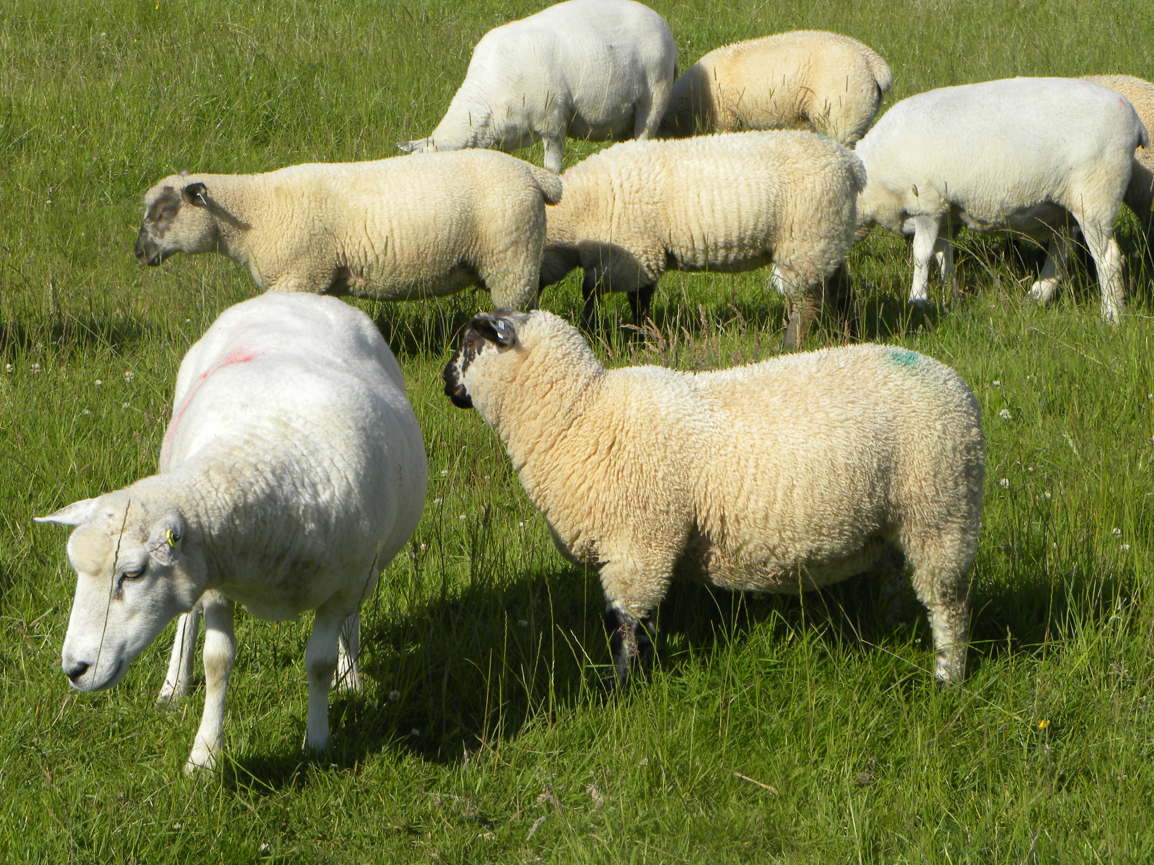 Upcoming Muslim festival to help sheep trade - Agriland.ie