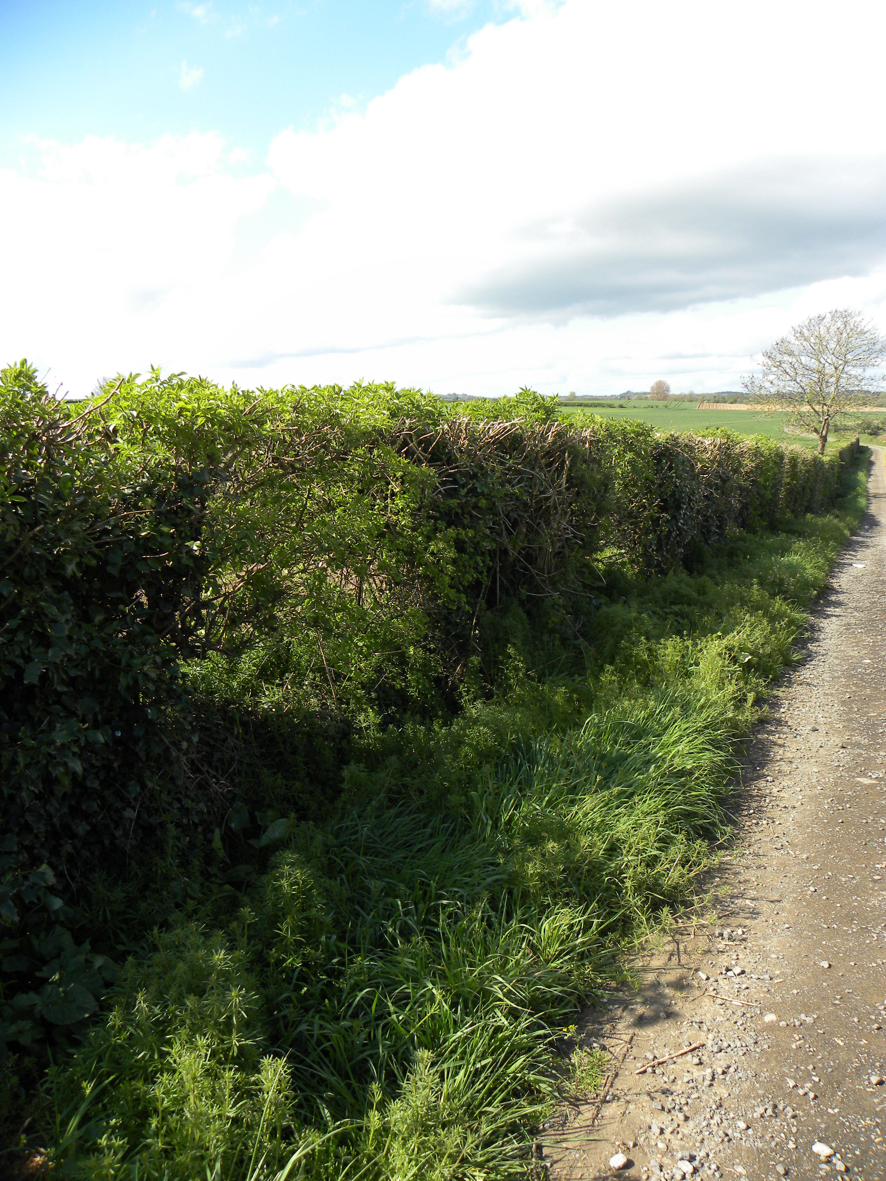 Remove hedgerows, stone walls and ditches at your peril - Agriland.ie