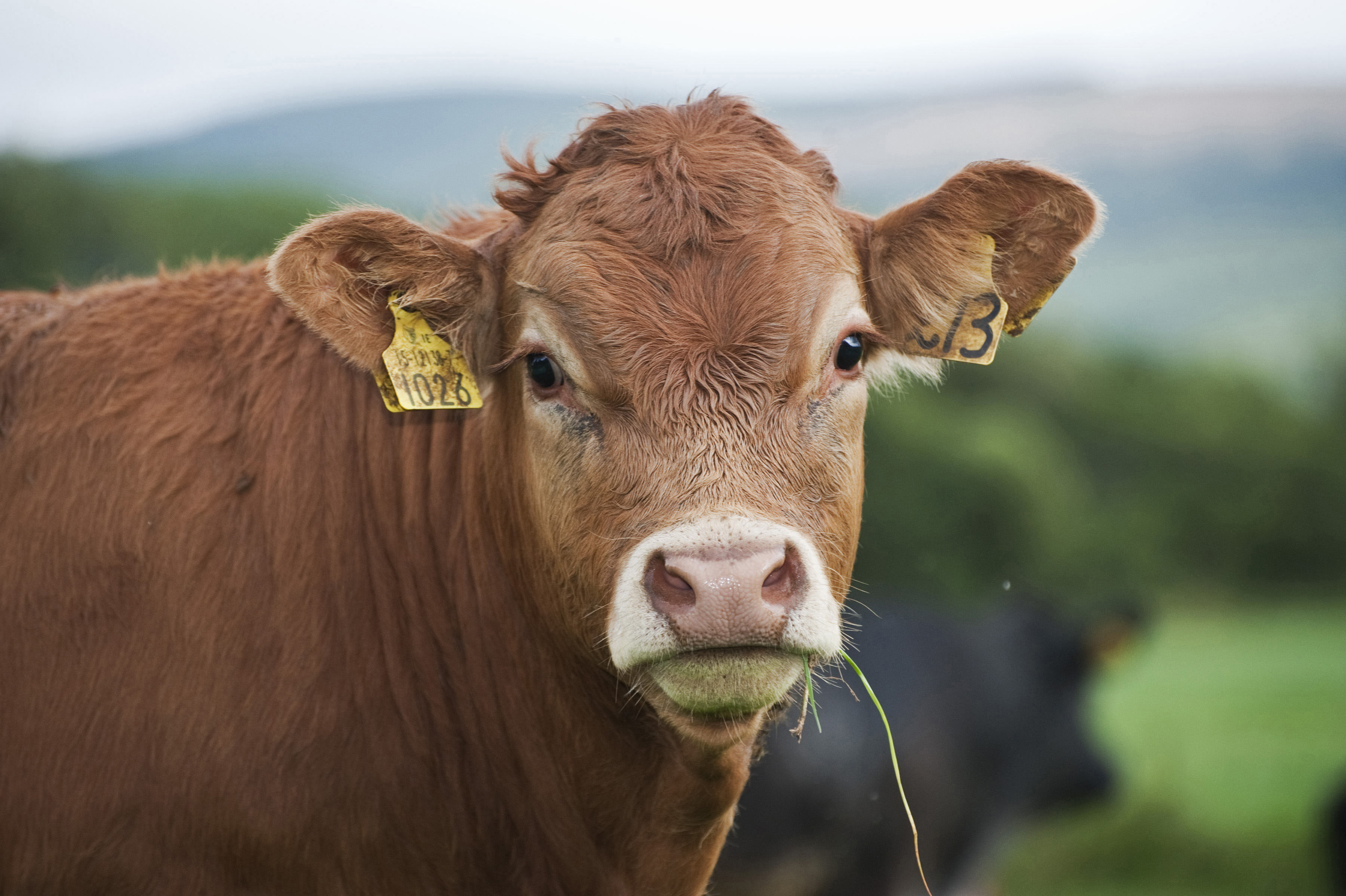Retailer specifications drives reduced young bull kill in Northern ...