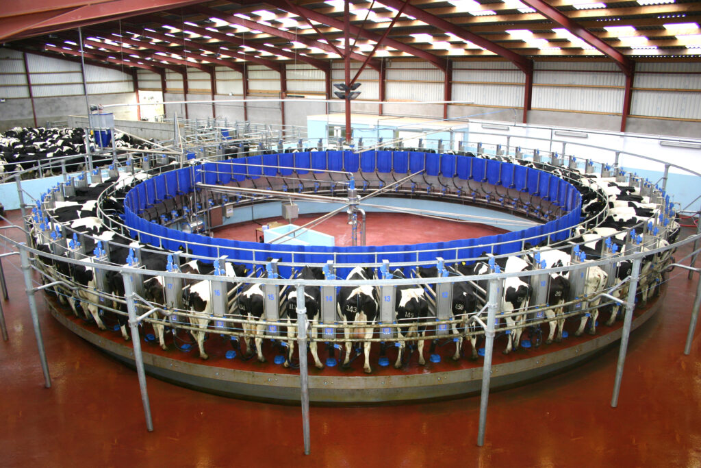 Australian Government Clears The Way For Sale Of 18 000 Cow Dairy Farm 