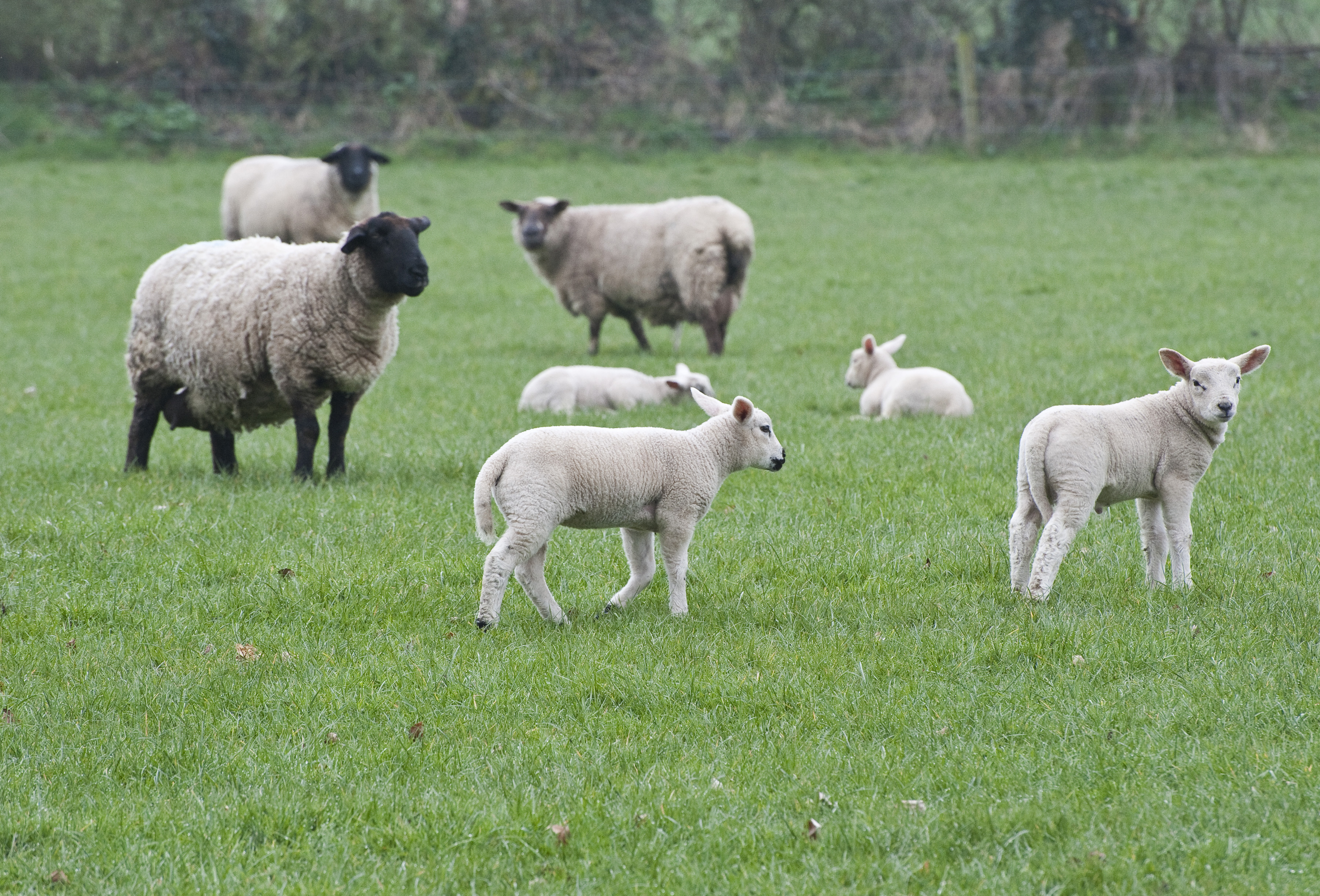 Factories 'hammering local producers on lamb weight limits' - Agriland.ie