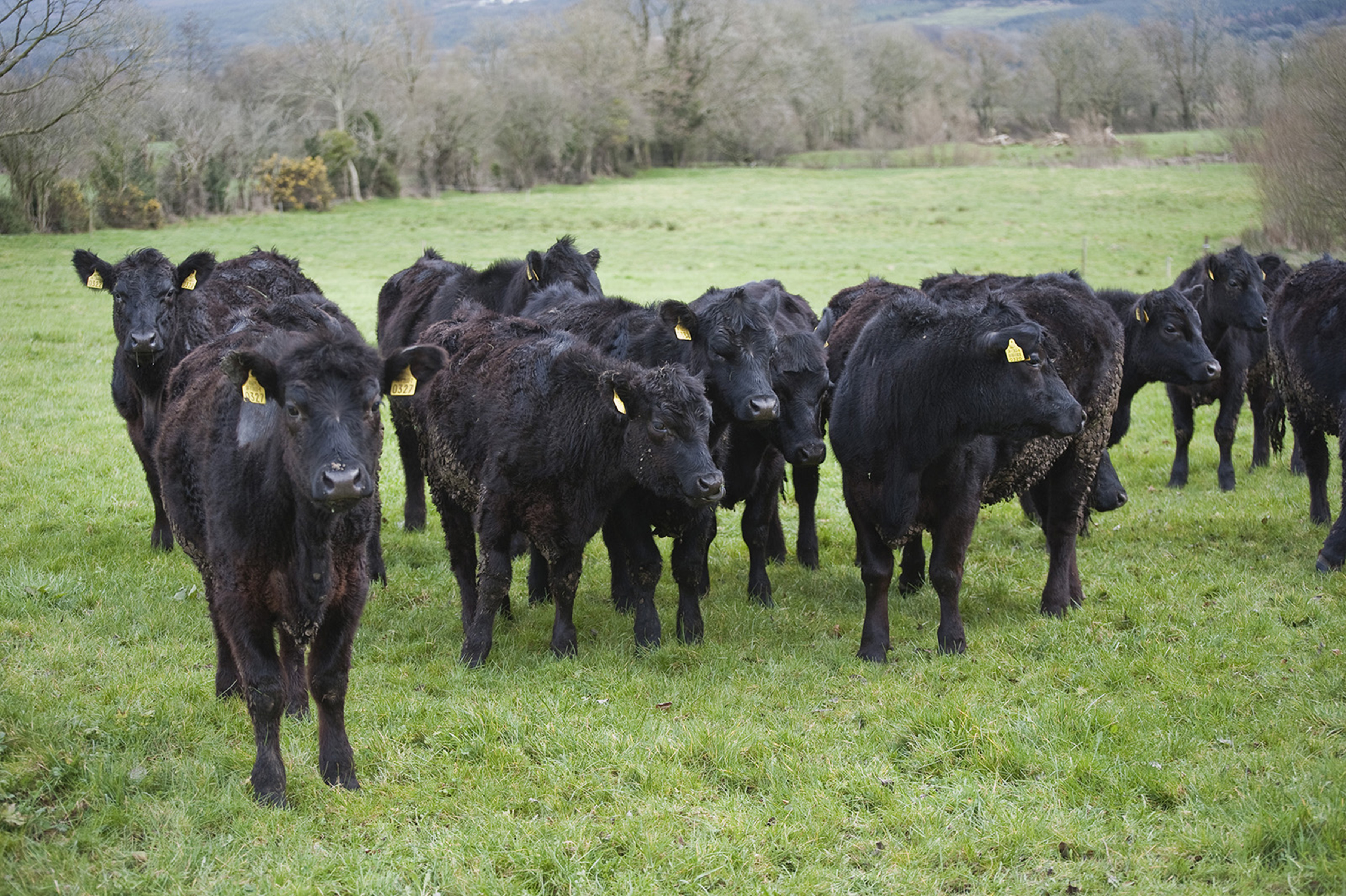 Native beef breeds on the rise in the UK - Agriland.ie