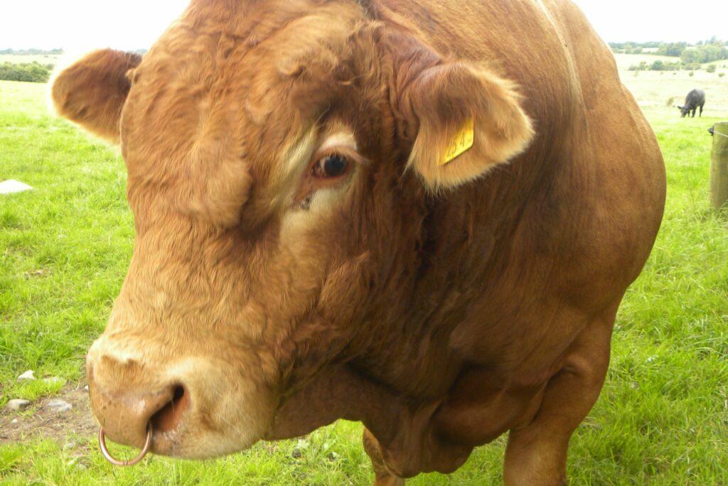 Buying a stock bull this year? Here's a few words of advice - Agriland.ie