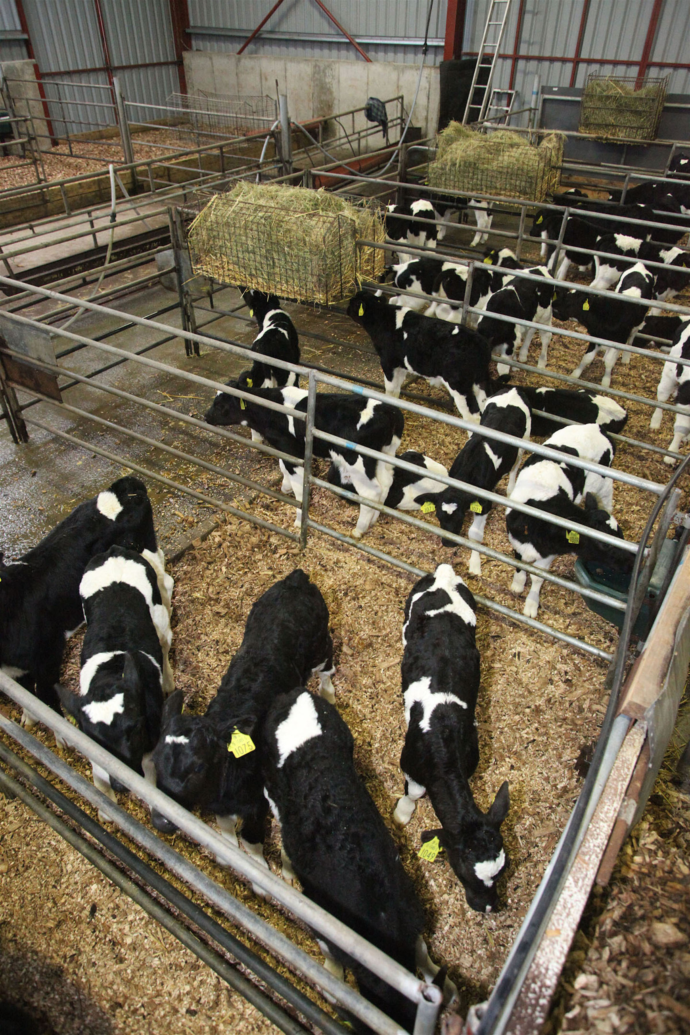 Dairy calf births running 19% ahead of 2014 - ICBF - Agriland.ie