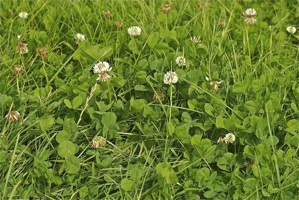 7 key findings from Teagasc's white clover research - Agriland.ie