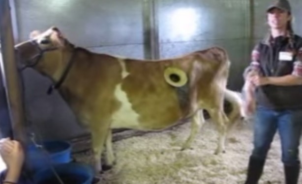 Holy cow: Window in cow's side shows what cud happen during digestion ...