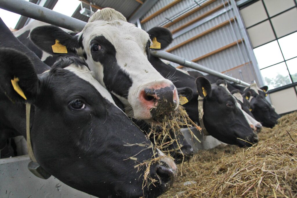 How To Grow Low Potash Silage For Dry Cows Agriland ie