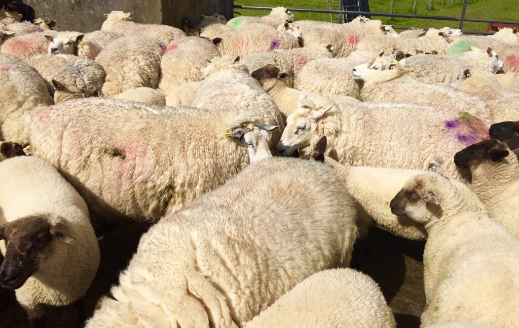 5 tips to ensure you dose sheep correctly - Agriland.ie