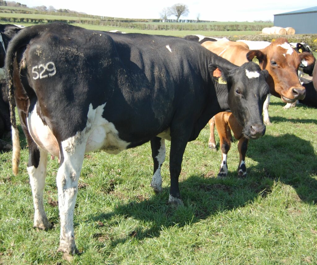 Dairy cull up 7% in Northern Ireland - LMC - Agriland.ie