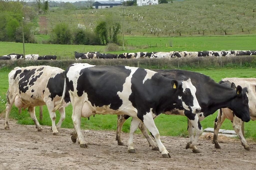 53% of Irish dairy farmers would recommend a career in dairy farming ...