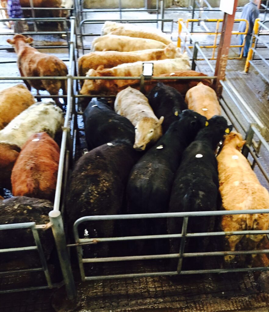 68% increase in the number of dirty cattle presenting for slaughter ...