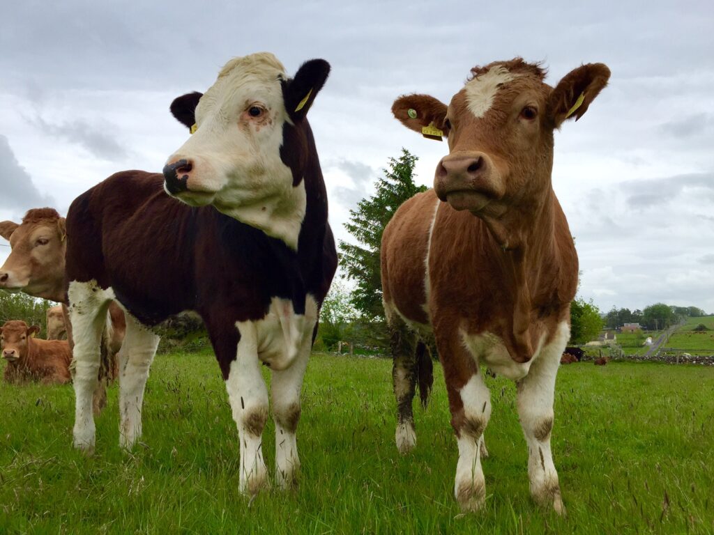 Coveney Urged To Find New Markets For Live Cattle Agriland ie Coveney Urged To Find New Markets For Live Cattle Agriland ie