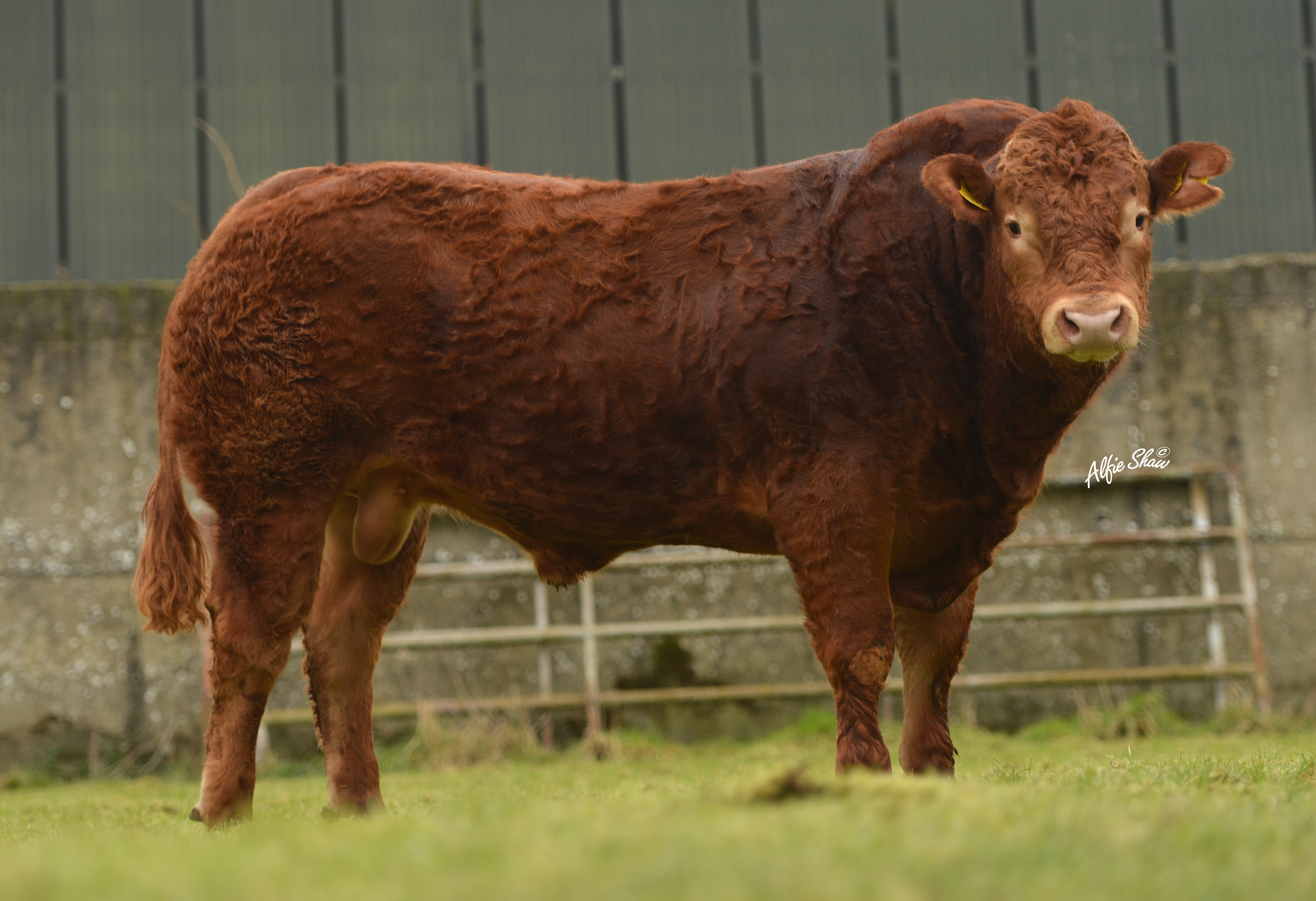 ICBF announces details of 20 new Gene Ireland bulls - Agriland.ie