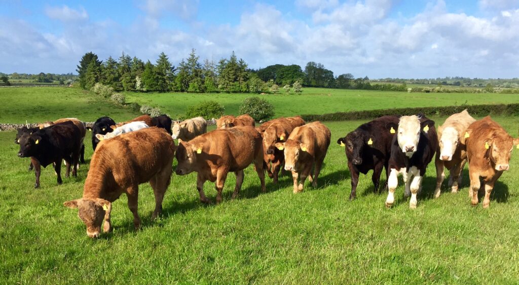 Irish cattle exports to the UK fall 10% due to weaker Sterling and beef ...