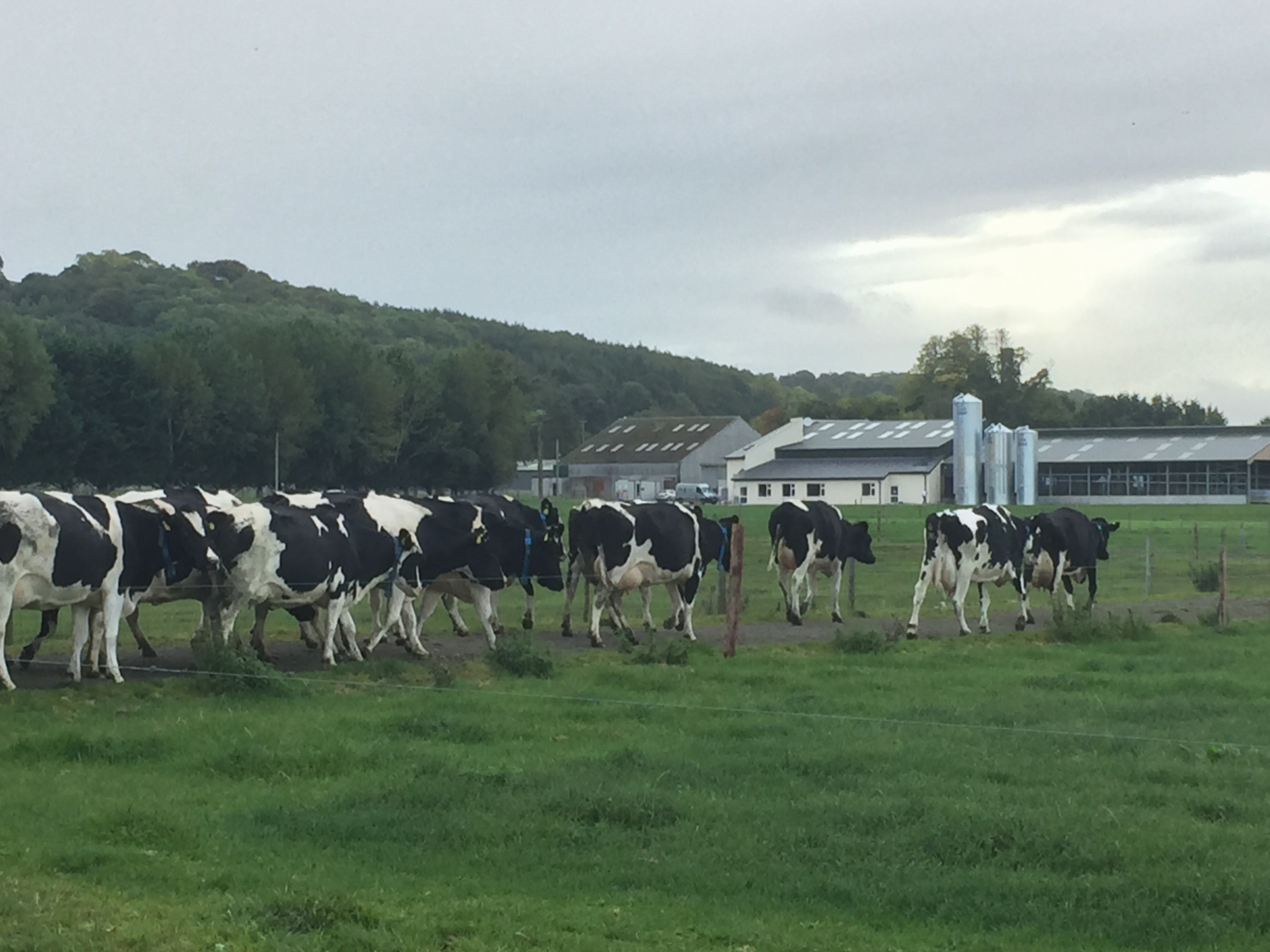 UCD's new dairy herd will show how to maximise output when land is ...