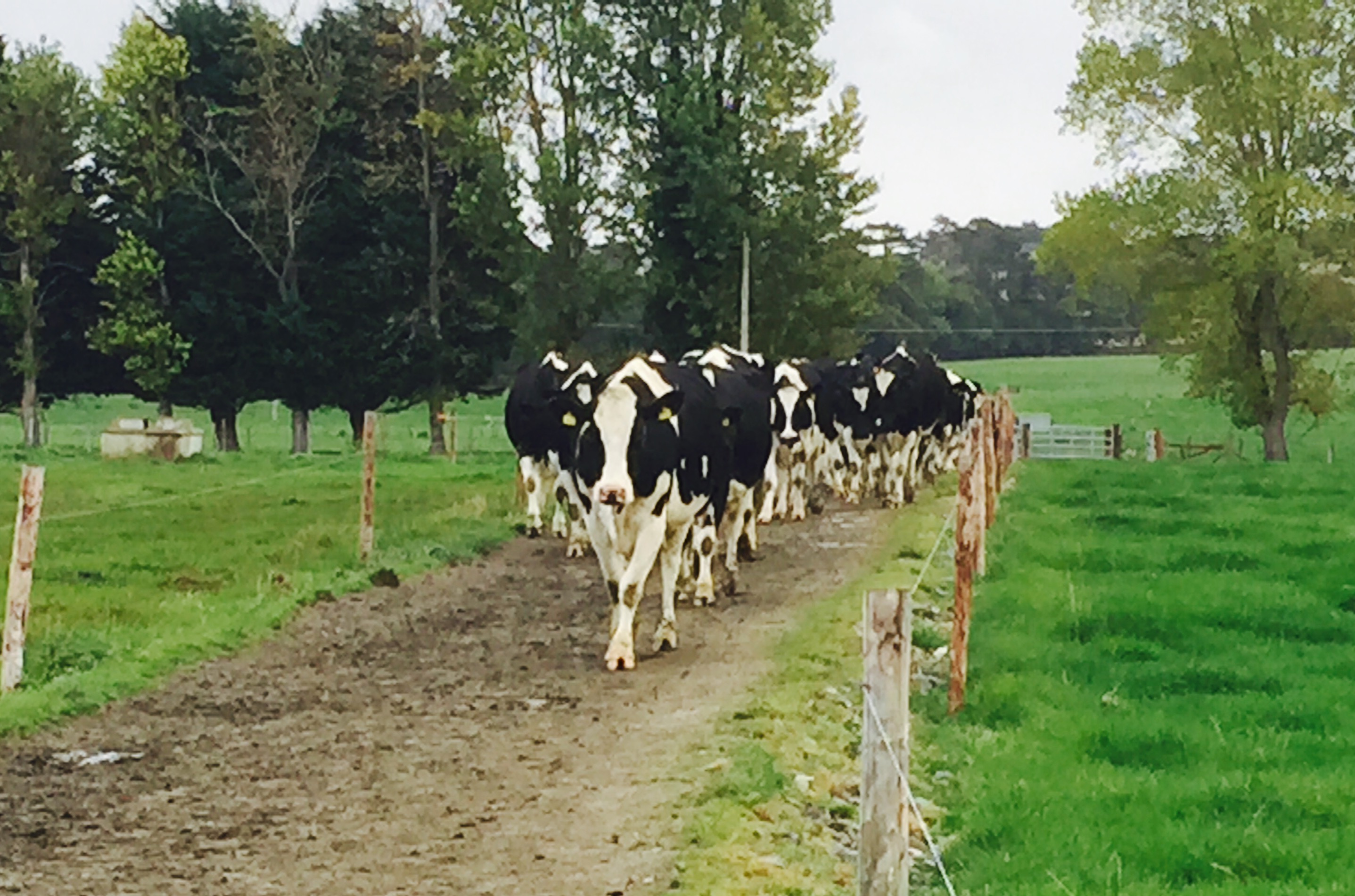 'Dairy farmers must think of grazing infrastructure as an investment ...