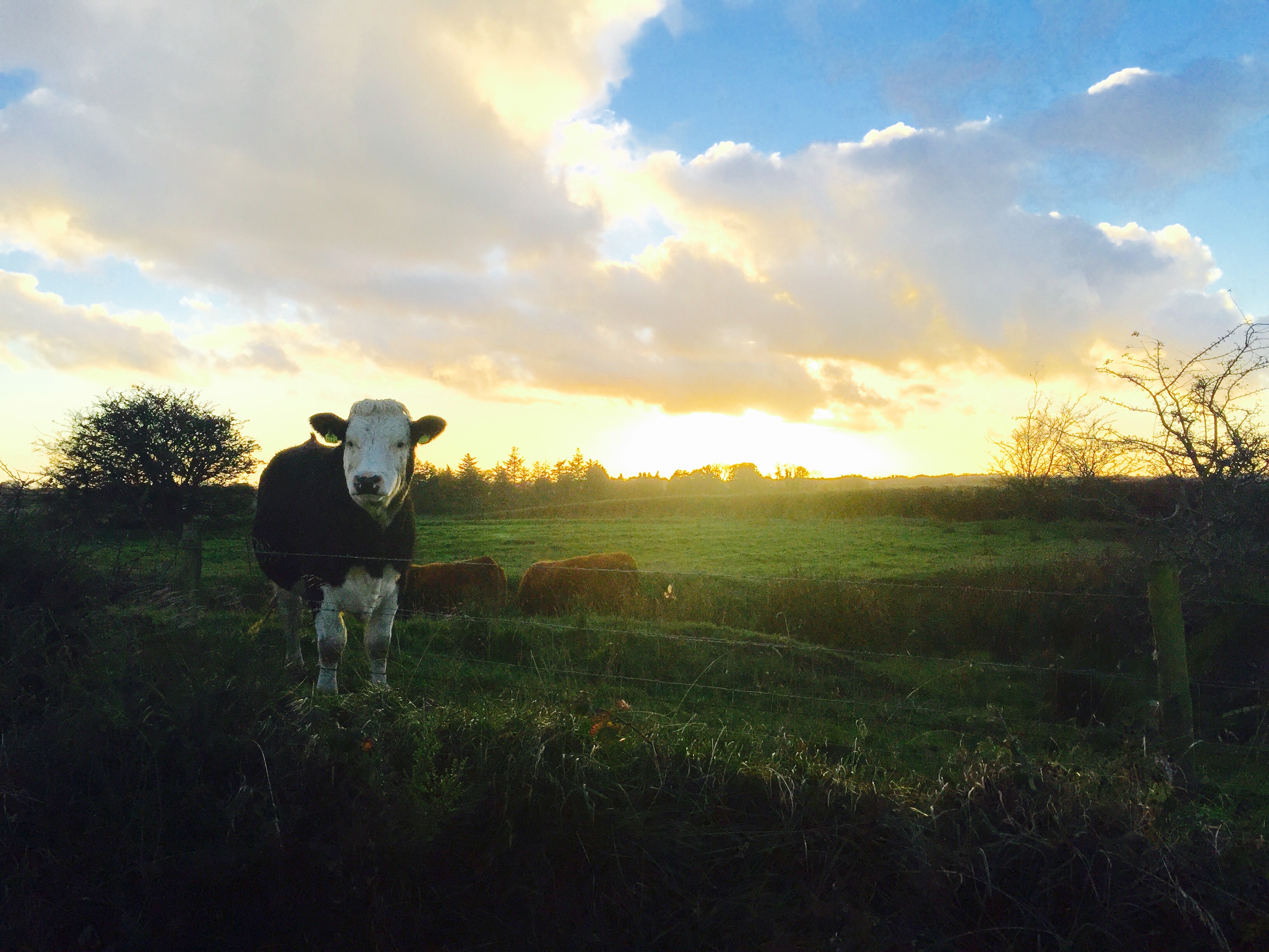 Understanding your 2015 Basic Payment Scheme payment - Agriland.ie