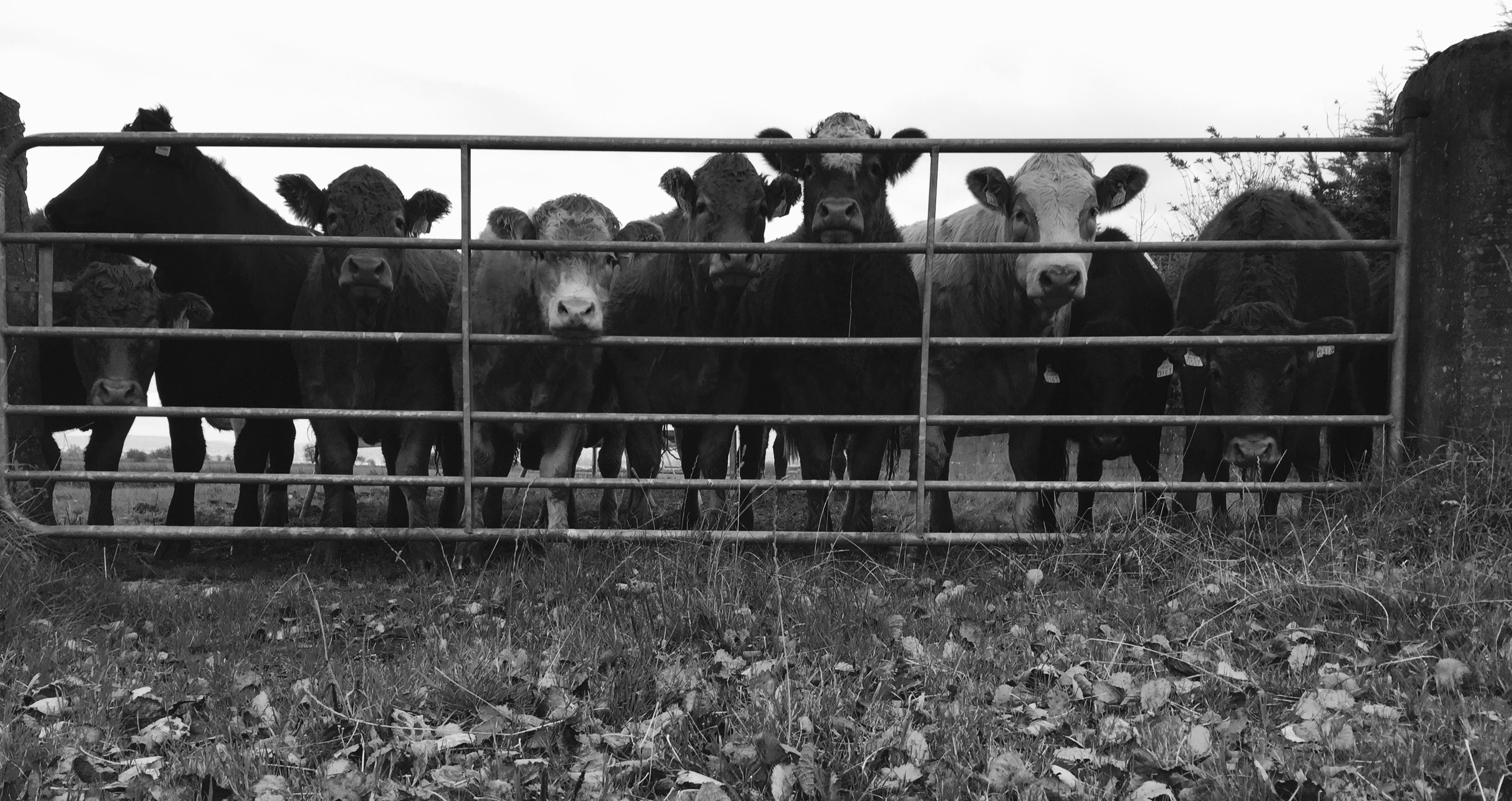 Eight cattle electrocuted by falling power line - Agriland.ie