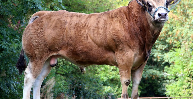 Gene Ireland beef bulls increase €uro star ratings - ICBF - Agriland.ie