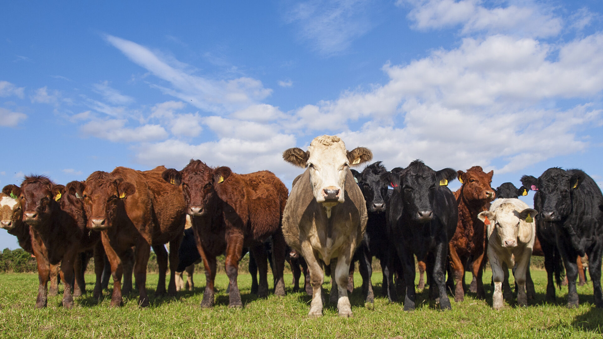 Where to now for our beleaguered beef industry? - Agriland.ie