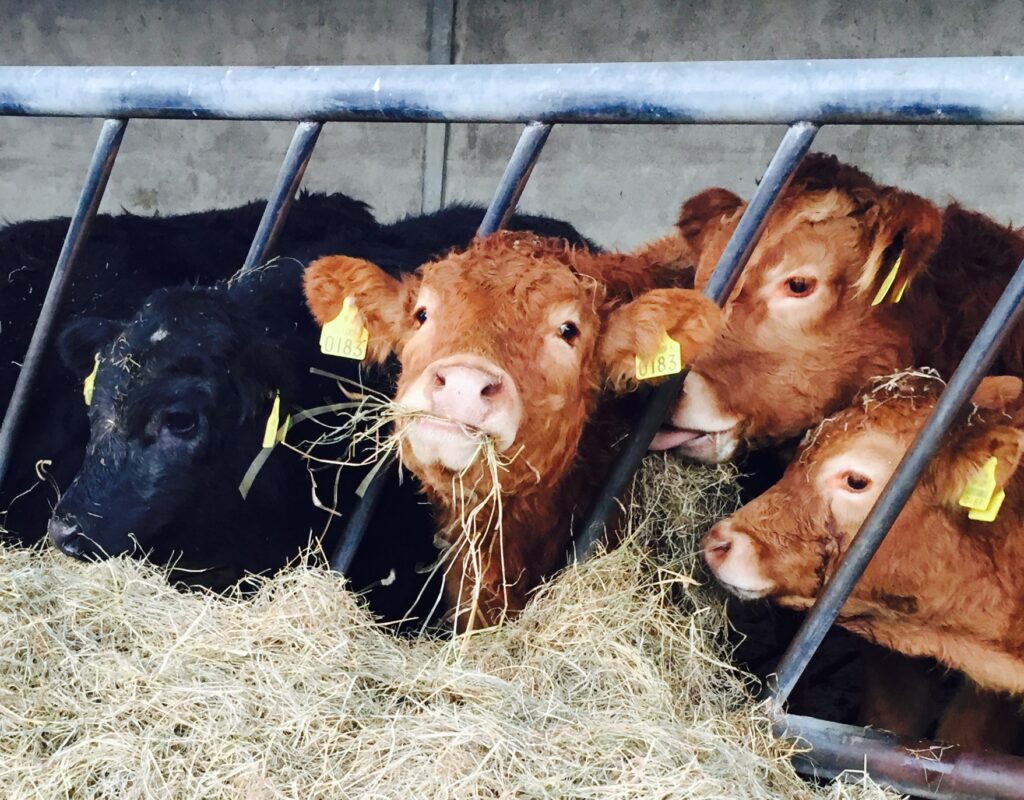 The Department received over 8,000 new herd number applications in 2015 ...