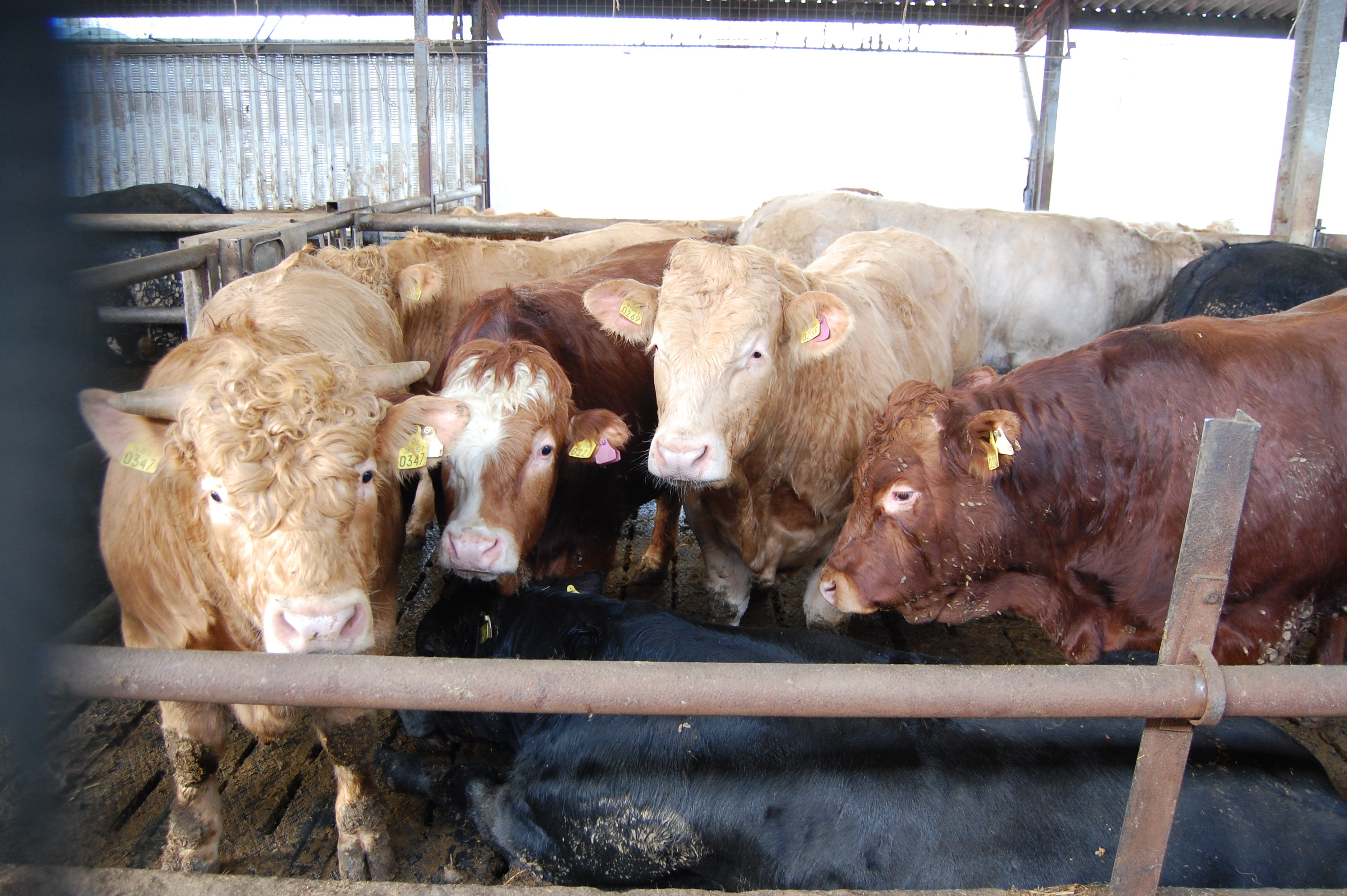 Week-on-week prime cattle kill continues to fall - Department - Agriland.ie