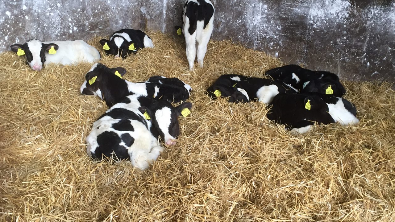 Management hint: How to identify a sick/weak calf - Agriland.ie