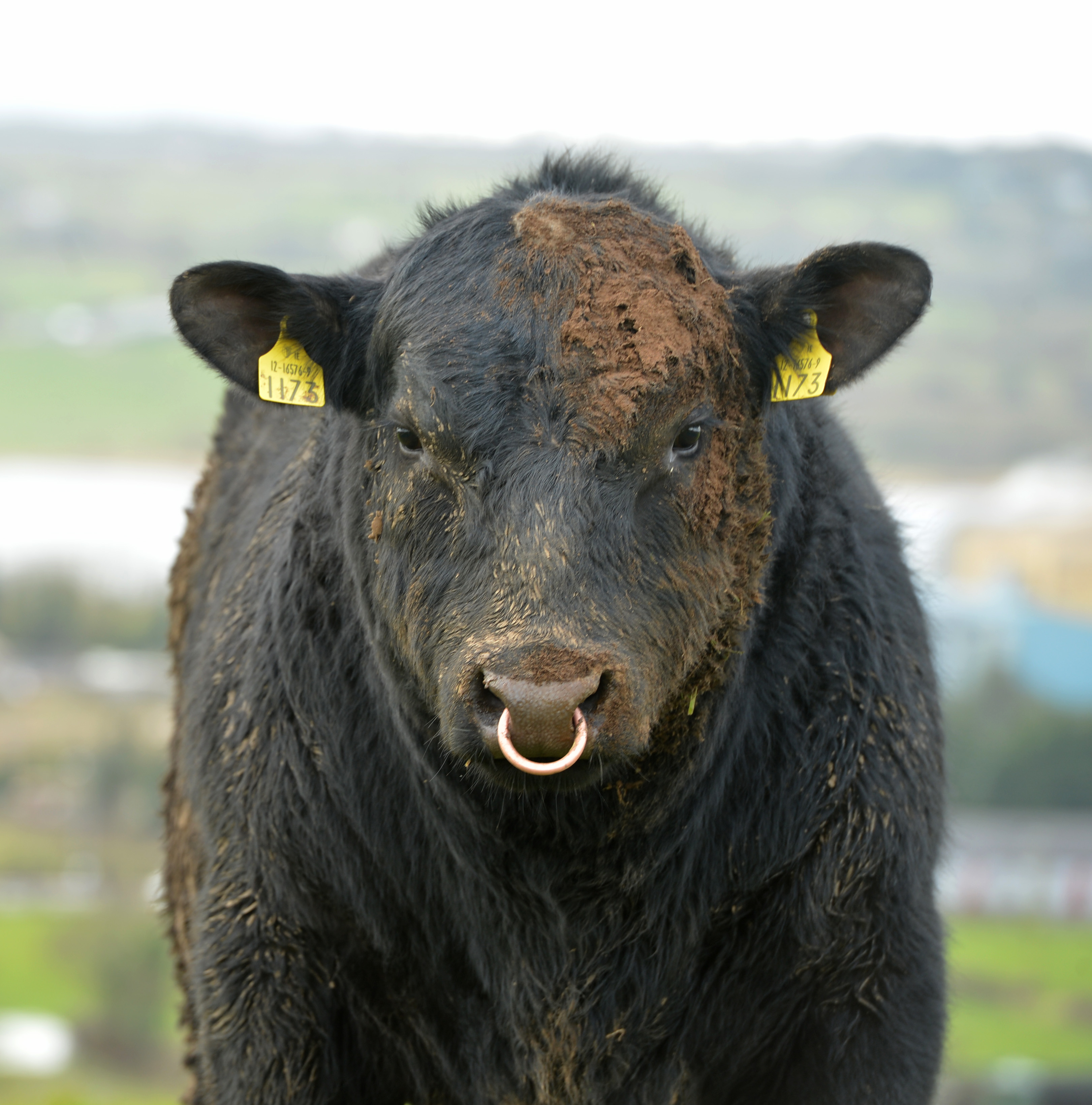 Pics: Award-winning Angus bulls to go under the hammer - Agriland.ie