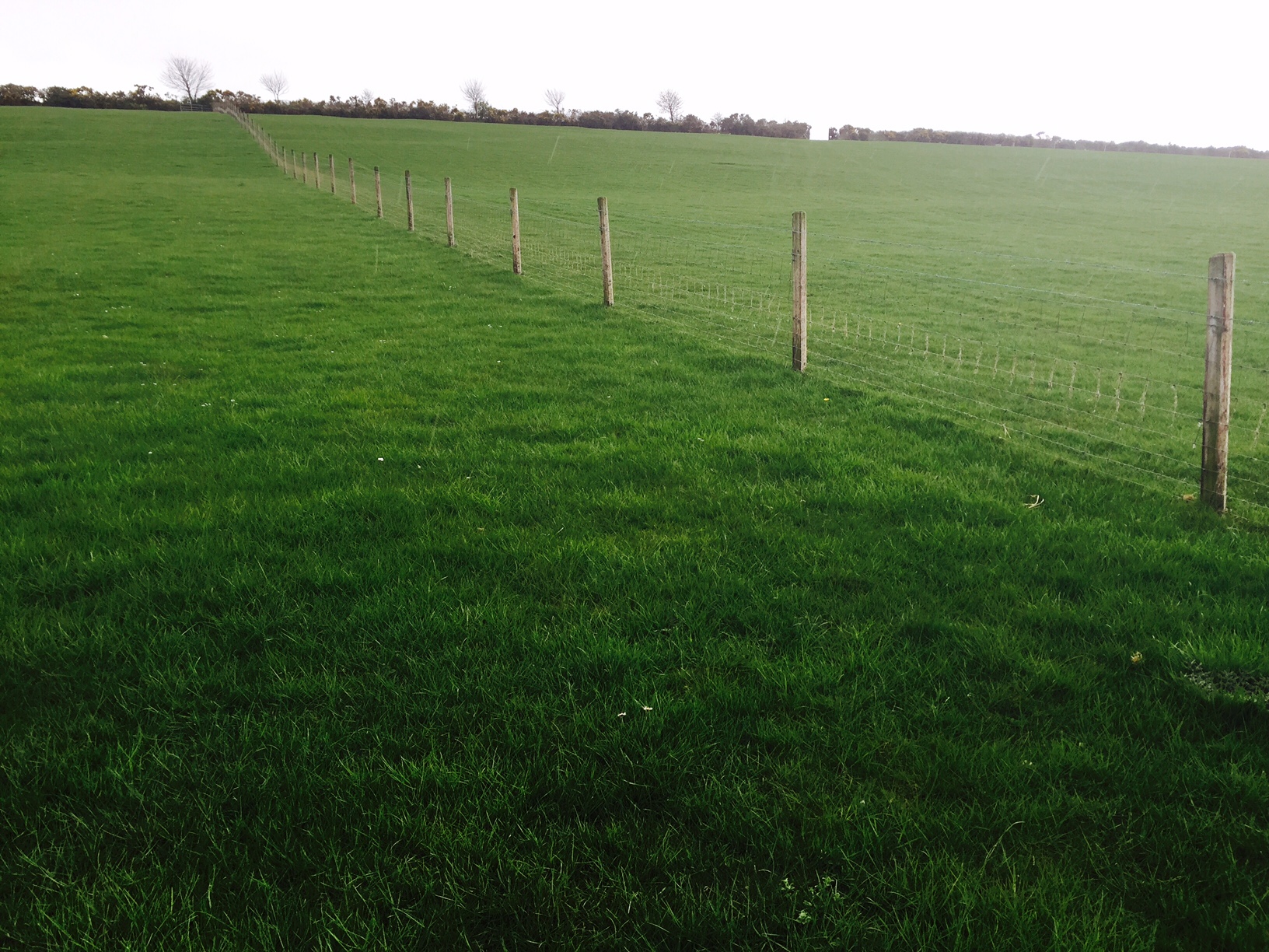 Pics: Making the best use of grass on a 'difficult' suckler and sheep ...