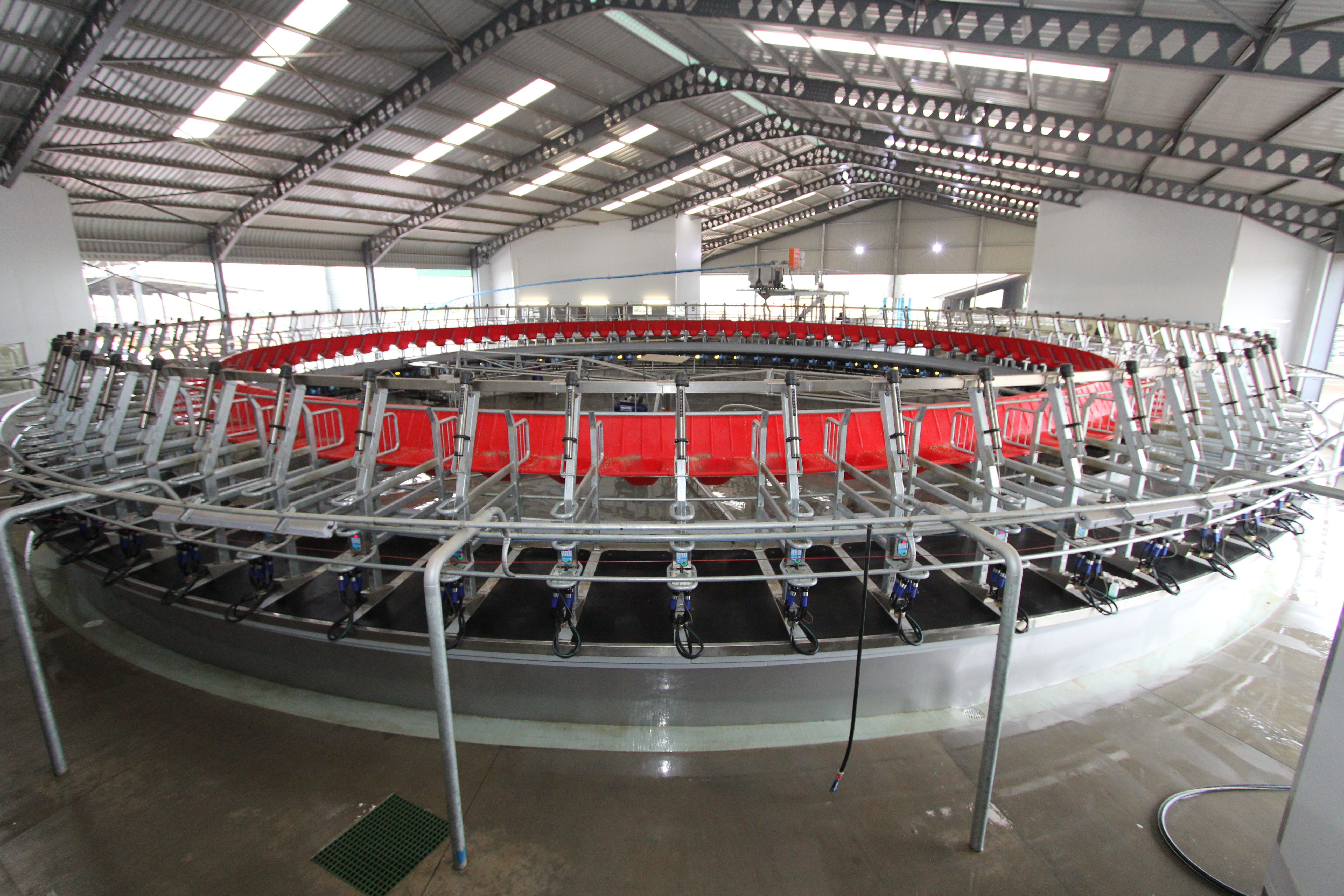 New Zealand company launch rotary dairy platform in Ireland and the UK ...