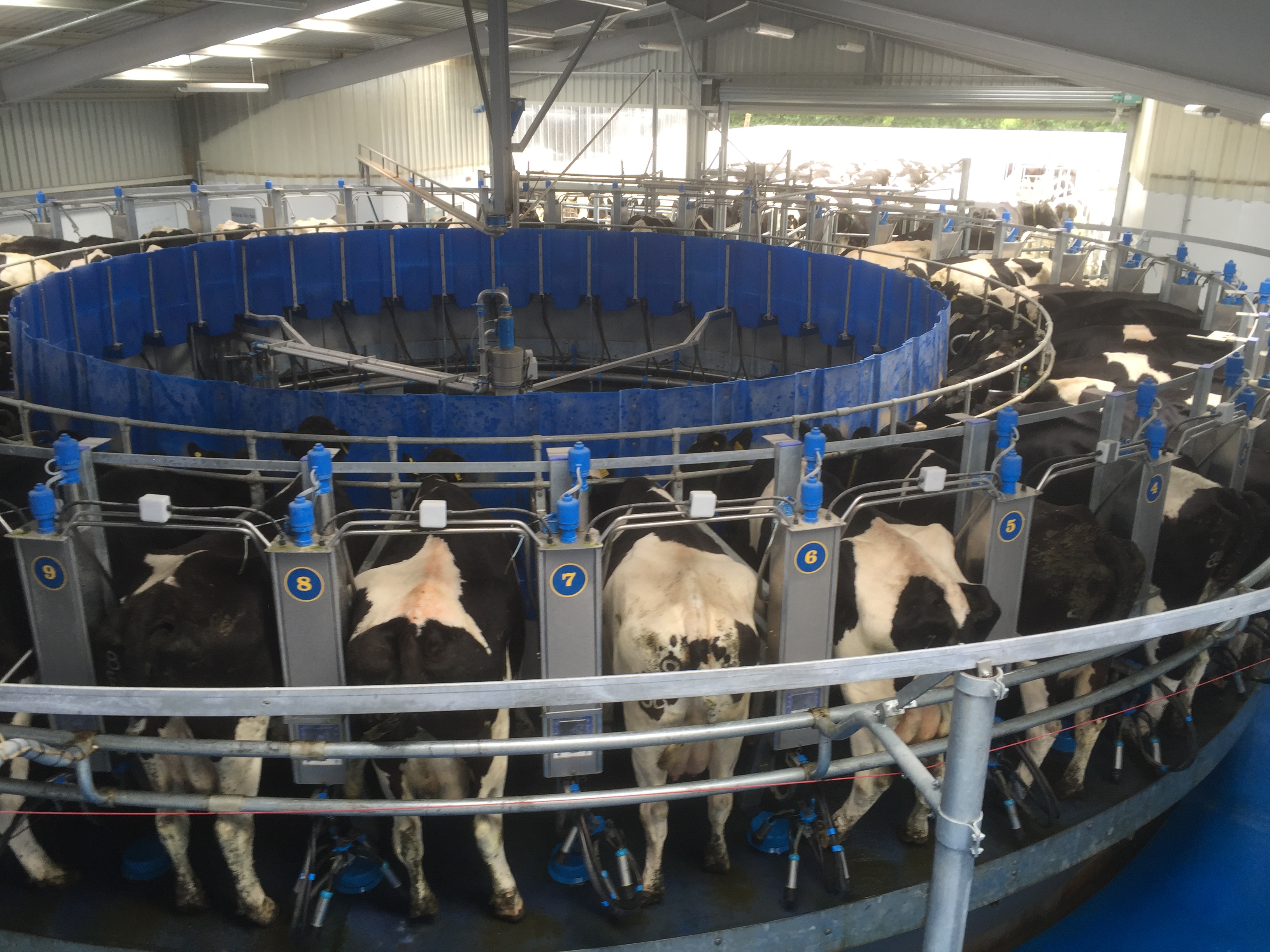 Moving from 75 to 400 dairy cows to generate income for two families ...