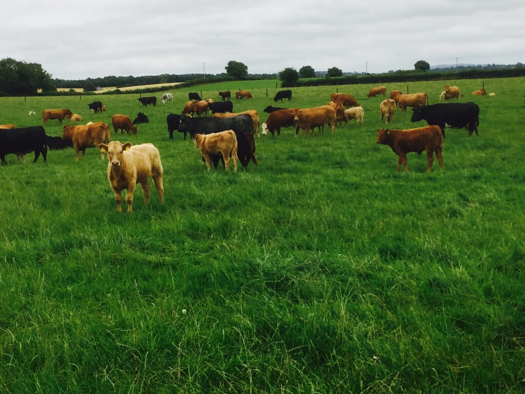 Mixed Farms See The Most Farming Fatalities HSA Agriland ie