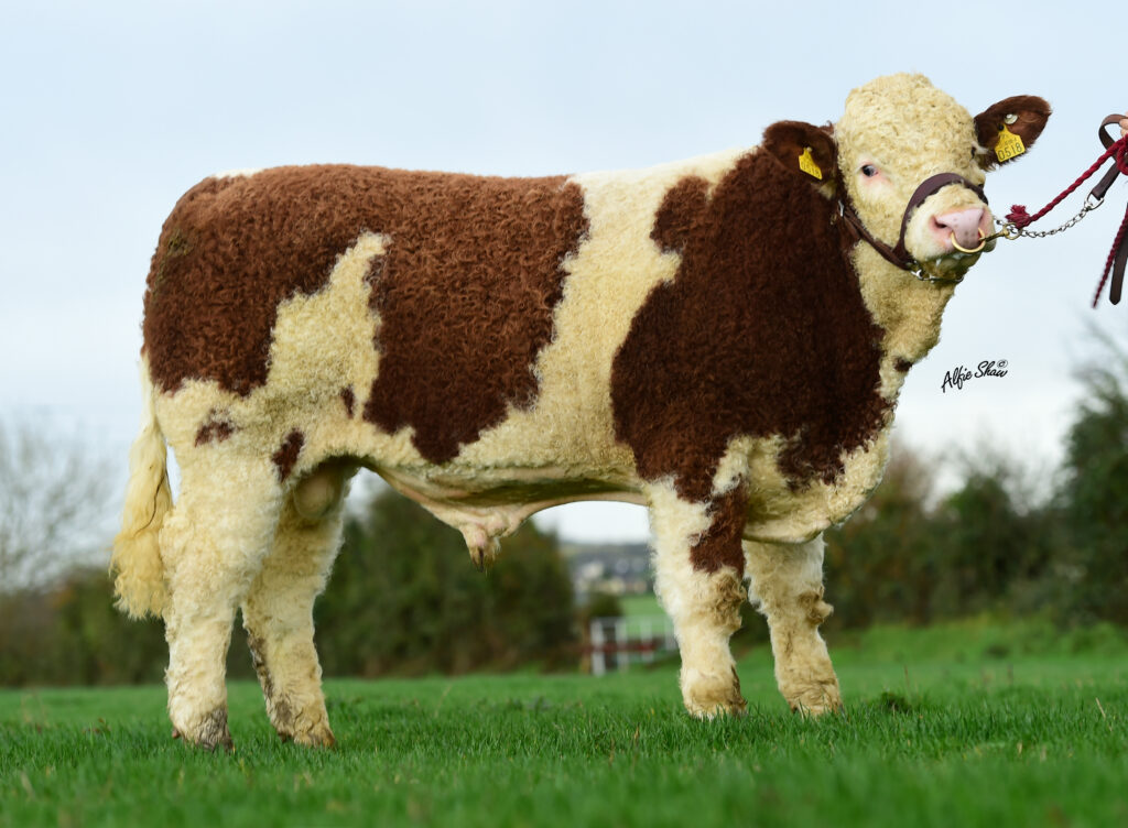 Pics: ICBF announces details of 13 new Gene Ireland bulls - Agriland.ie