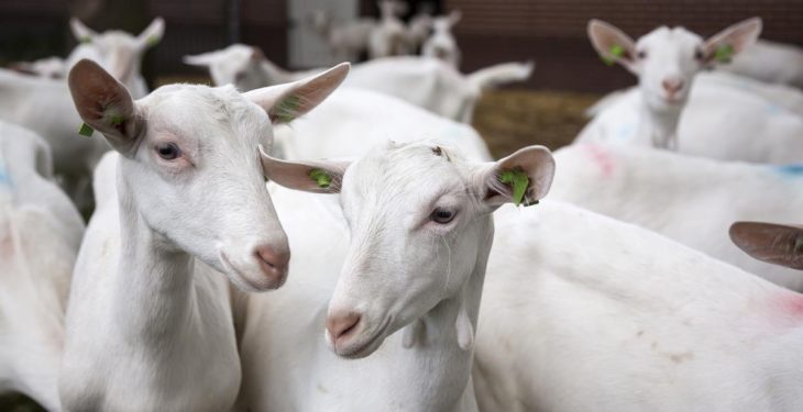 First case of CAE goat disease discovered in Northern Ireland - Agriland.ie