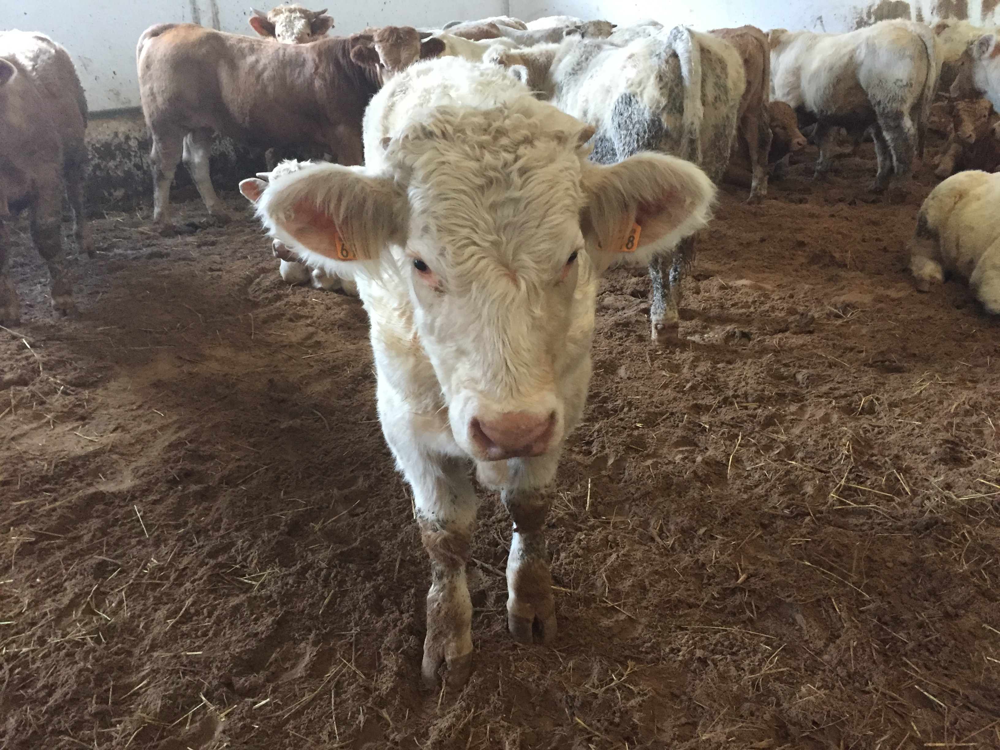 Cattle exporters on a discovery mission in Algeria - Agriland.ie