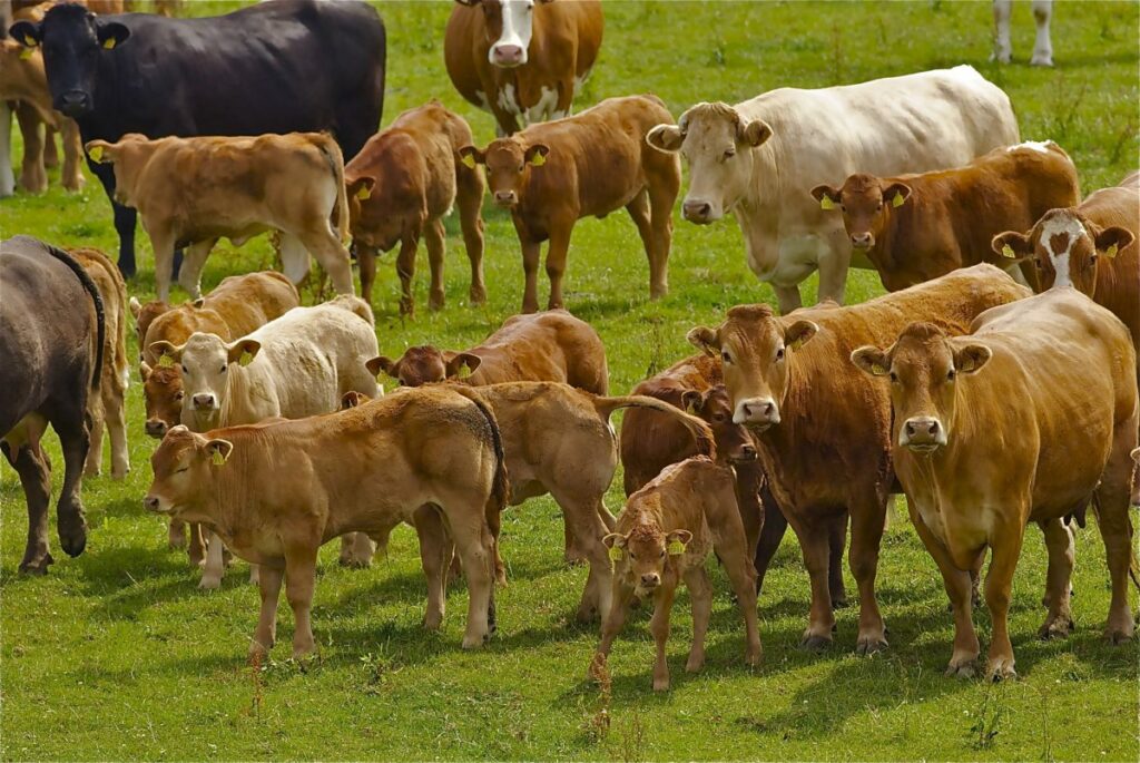How Much Does It Actually Cost To Keep A Suckler Cow Agriland ie