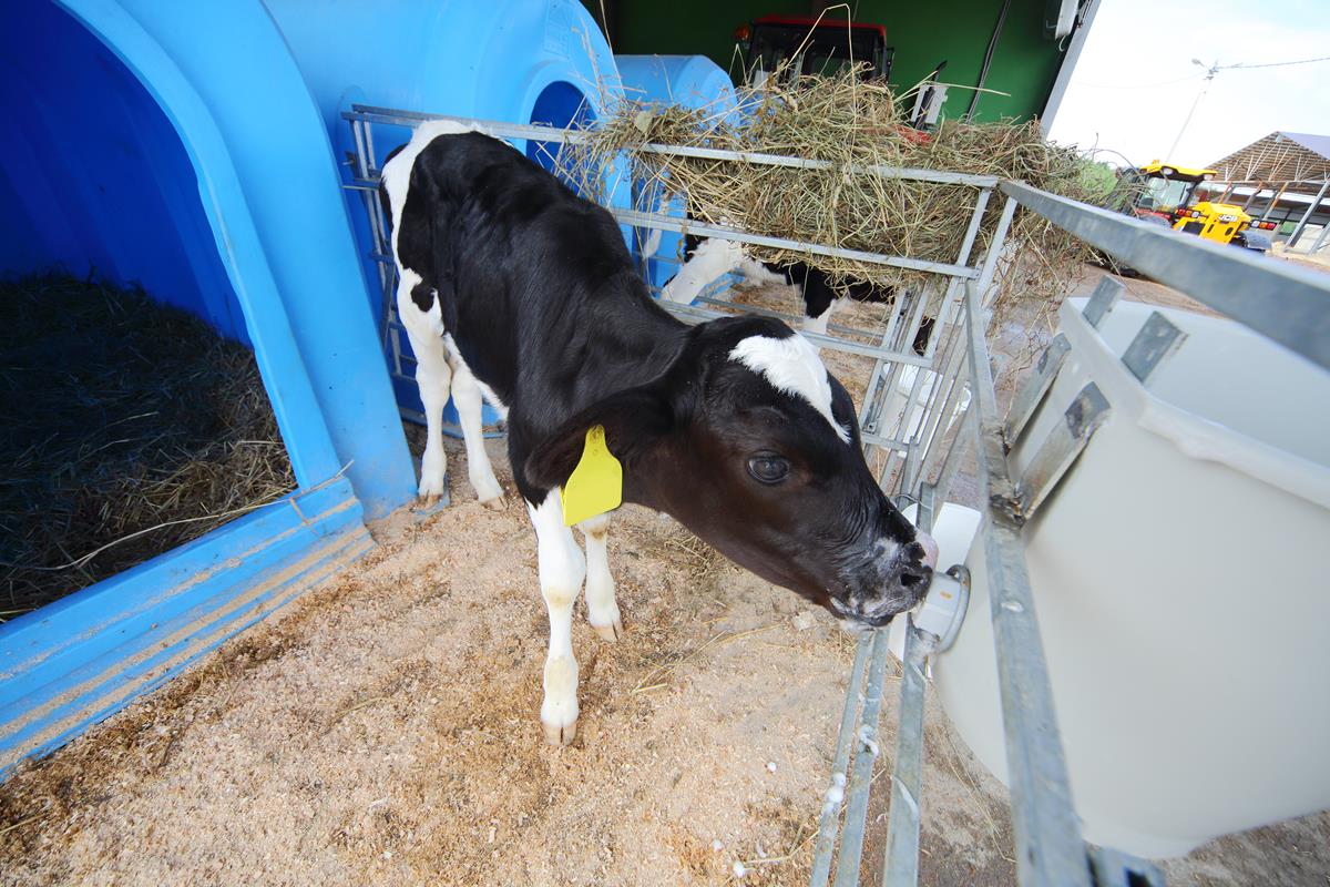 Set clear colostrum targets to get calves off to the very best start in life - Agriland.ie