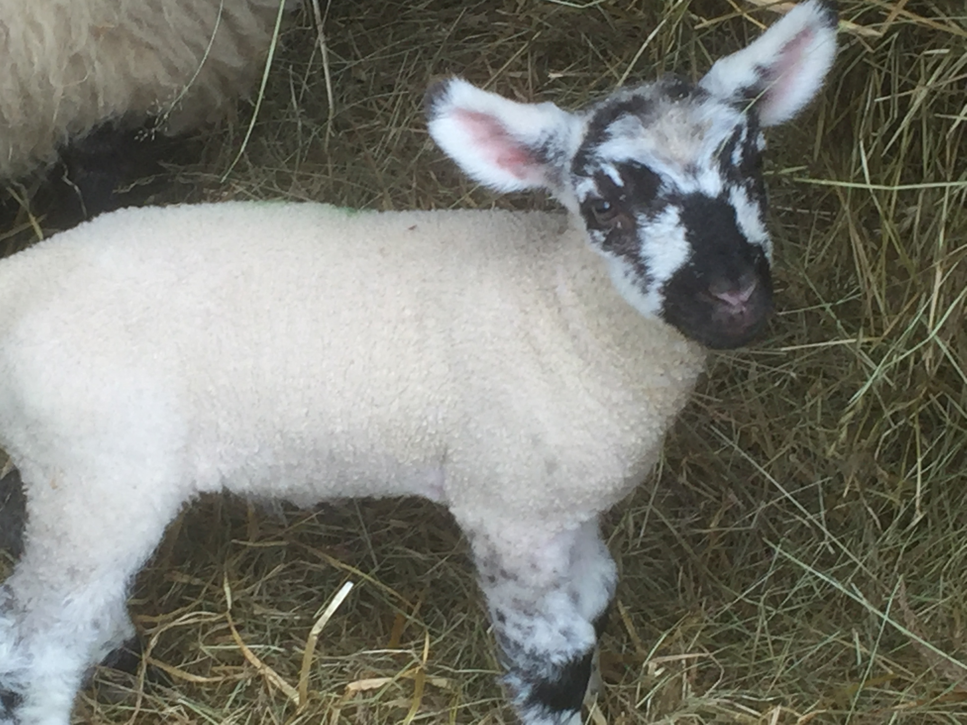 Research reveals surplus lamb rearing practices - Agriland.ie