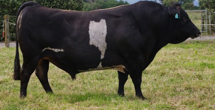 Video: New Zealand's 'best' dairy bulls are heading to Ireland ...