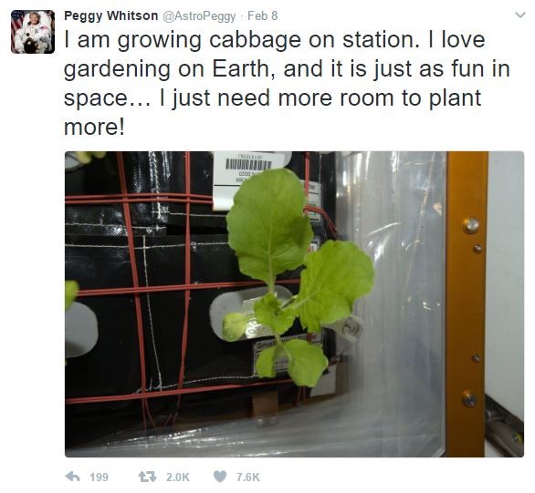 Astronauts have grown cabbage on the International Space Station ...