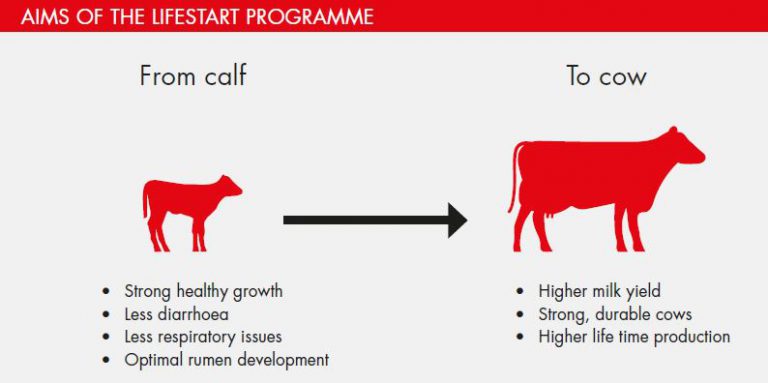 Correct calf management leads to productive cows - Agriland.ie